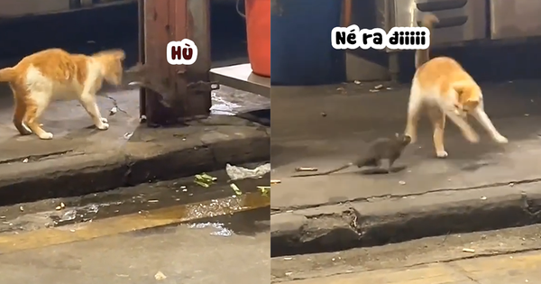 Chú mèo sợ chuột