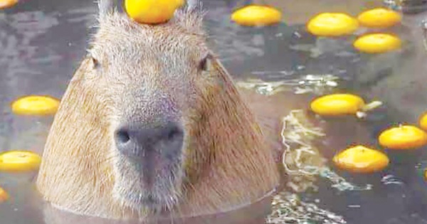 Capybara - ngôi sao 5 năm vẫn chưa chịu flop